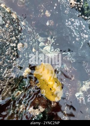 Monterey Dorid (Doris montereyensis Stock Photo - Alamy