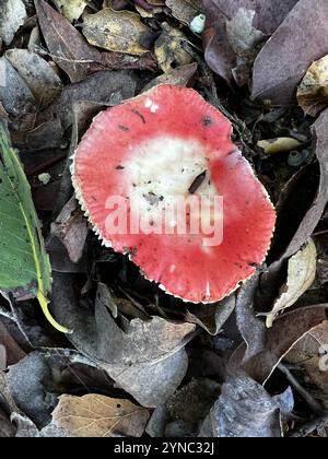 Winter Russula (Russula cremoricolor Stock Photo - Alamy