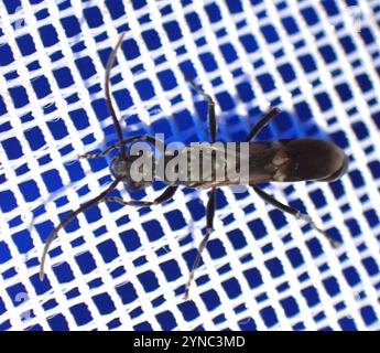Ponerine Ants (Ponerinae Stock Photo - Alamy