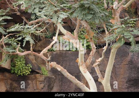 Paperbark False Thorn (Albizia tanganyicensis tanganyicensis Stock ...