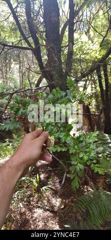 celery pine (Phyllocladus trichomanoides Stock Photo - Alamy