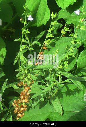 Mintweed (Salvia reflexa Stock Photo - Alamy