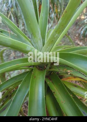 mountain neinei (Dracophyllum traversii Stock Photo - Alamy