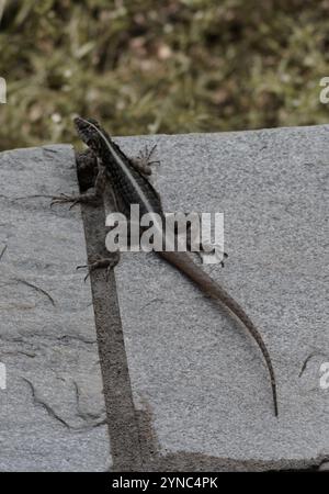 Striped Lava Lizard, Tropidurus Semitaeniatus on stone, Cachoeira Da ...