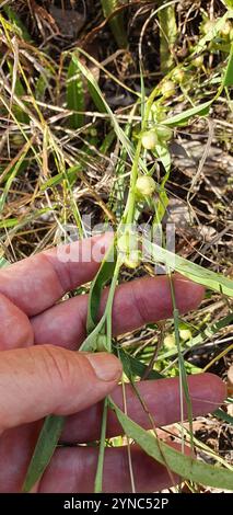 Winter Apple (Eremophila debilis Stock Photo - Alamy