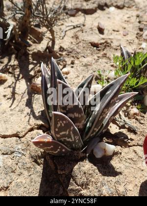 Common Partridge Aloe (Gonialoe variegata Stock Photo - Alamy