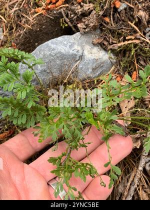 American parsley fern (Cryptogramma acrostichoides Stock Photo - Alamy