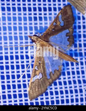 Mung Bean Moth (Maruca vitrata Stock Photo - Alamy