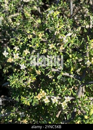 California boxthorn (Lycium californicum Stock Photo - Alamy