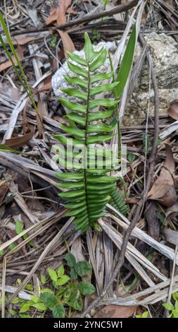 Pellaea falcata, sickle fern Stock Photo - Alamy