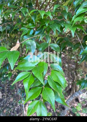 Small-leaved Lilly Pilly (Syzygium luehmannii Stock Photo - Alamy