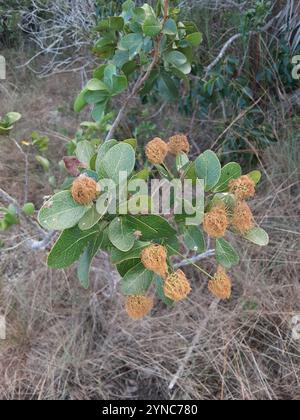 Blackbead (Pithecellobium keyense Stock Photo - Alamy