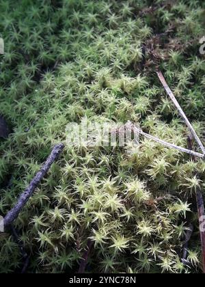 Side-fruited Crisp-moss (Tortella squarrosa), Plantae, Lugo, Spain, On ...