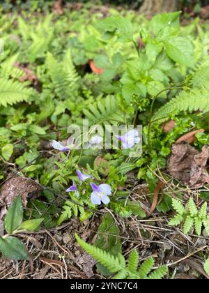Taiwan Mazus (Mazus fauriei Stock Photo - Alamy