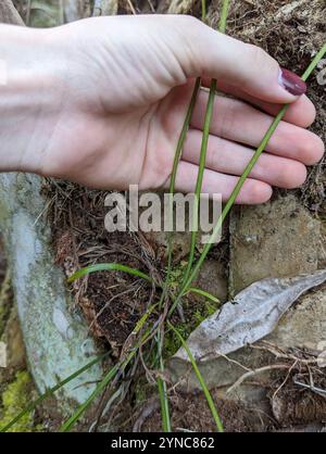 Shoestring Fern (Vittaria lineata Stock Photo - Alamy