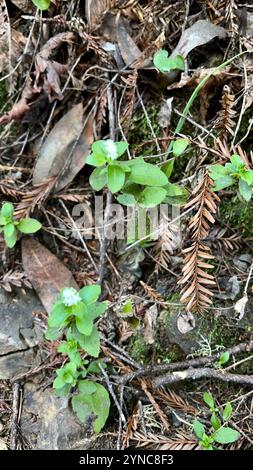 modesty (Whipplea modesta Stock Photo - Alamy