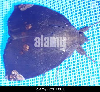 Painted Achaea (Achaea illustrata Stock Photo - Alamy