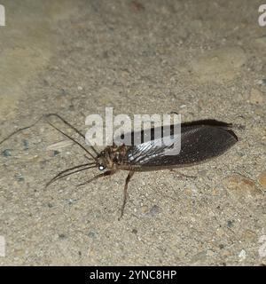 Giant and Moth Lacewings (Ithonidae Stock Photo - Alamy