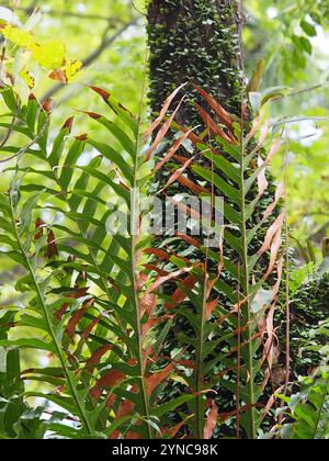 Rock-ginger Fern (Drynaria coronans Stock Photo - Alamy
