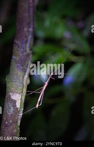 Cyclone Larry Stick Insect (Sipyloidea larryi Stock Photo - Alamy
