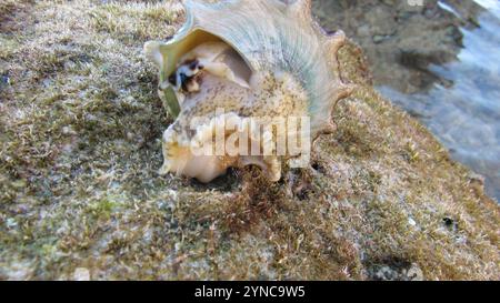 Toothed Top Shell (Tectus dentatus Stock Photo - Alamy