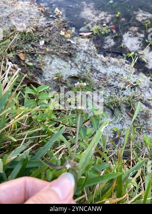 Woodland false buttonweed (Spermacoce remota Stock Photo - Alamy