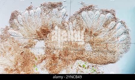 Frosted Comma Lichen (Chrysothrix caesia) Fungi Stock Photo - Alamy