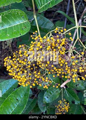 Mbura (Harungana madagascariensis Stock Photo - Alamy