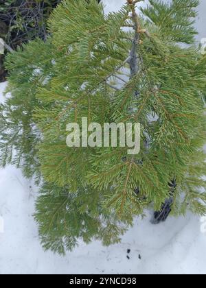 Sierra White Fir (Abies concolor lowiana Stock Photo - Alamy