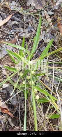 Winter Apple (Eremophila debilis Stock Photo - Alamy
