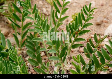 Prairie Milkvetch (Astragalus laxmannii robustior Stock Photo - Alamy