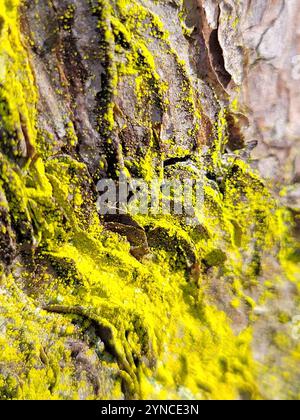 Common Gold-dust (Chrysothrix xanthina Stock Photo - Alamy