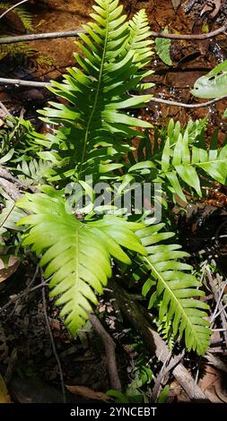 Fishbone water-fern (Blechnum nudum), Plantae, Wilsons Promontory ...