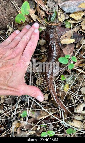 California giant salamander (Dicamptodon ensatus) one of the largest ...