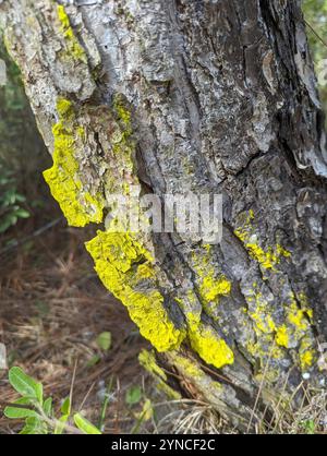 Common Gold-dust (Chrysothrix xanthina Stock Photo - Alamy