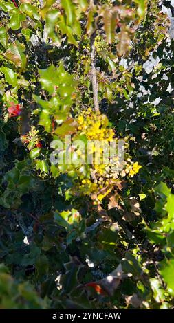 California barberry (Berberis pinnata Stock Photo - Alamy