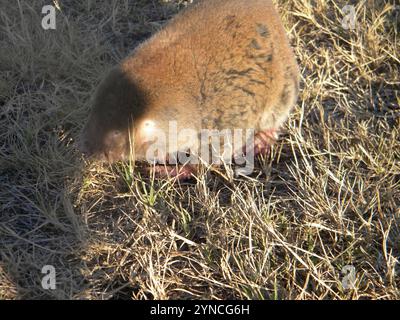 Cape Dune Molerat (Bathyergus suillus Stock Photo - Alamy