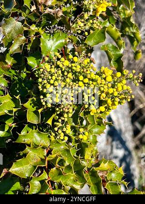 California barberry (Berberis pinnata Stock Photo - Alamy