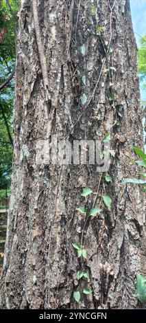 Brazilian Cedarwood (Cedrela fissilis Stock Photo - Alamy