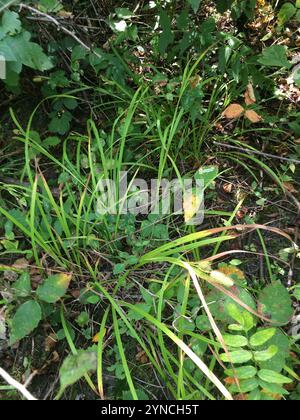 cattail sedge (Carex typhina Stock Photo - Alamy