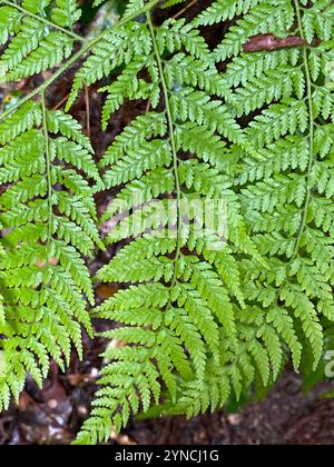 Common Ground Fern (Calochlaena dubia Stock Photo - Alamy
