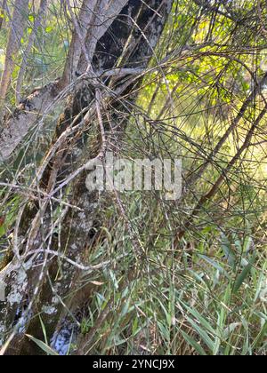 Swamp sheoak (Casuarina glauca Stock Photo - Alamy