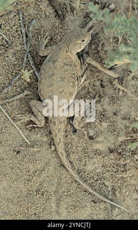 Central Asian Toadhead Agama (Phrynocephalus guttatus Stock Photo - Alamy