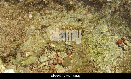Bumblebee Snail (Engina mendicaria Stock Photo - Alamy