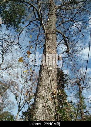 perennial wooly bean (Strophostyles umbellata Stock Photo - Alamy