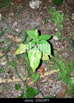 Cuban copperleaf (Acalypha setosa Stock Photo - Alamy