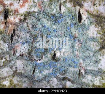 Frosted Comma Lichen (Chrysothrix caesia) Fungi Stock Photo - Alamy