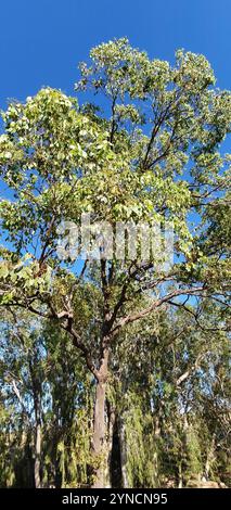 Poplar Box (Eucalyptus populnea Stock Photo - Alamy