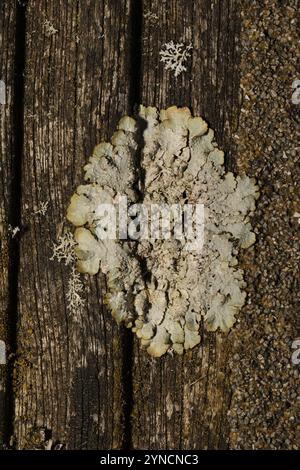Powdered Speckled Shield Lichen (Punctelia subrudecta), Fungi, Graaf ...