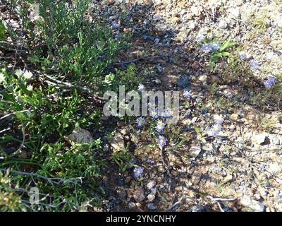 Fine Parasol Felicia (Felicia dubia Stock Photo - Alamy